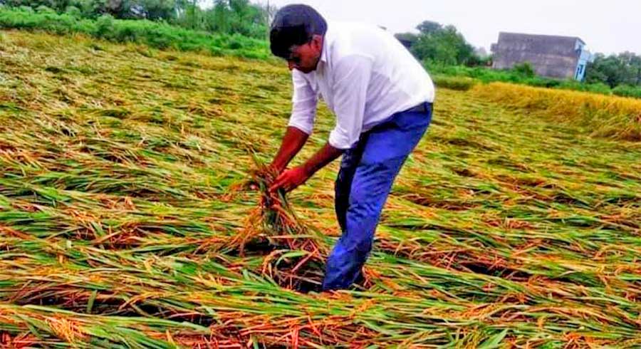 Rice Production Expected to Decline Due to Adverse Weather in Nepal